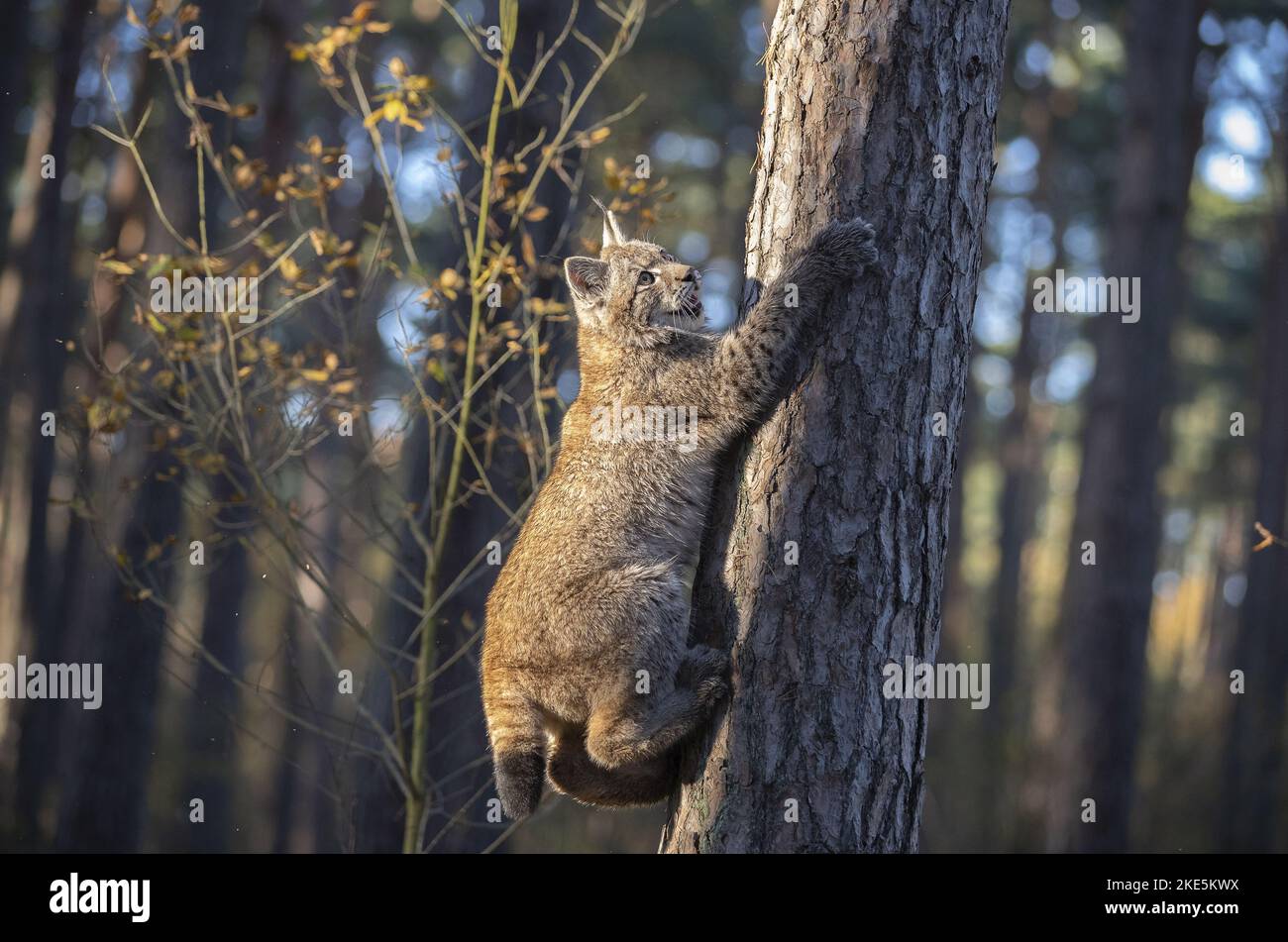 Eurasian lynx climb hi-res stock photography and images - Alamy