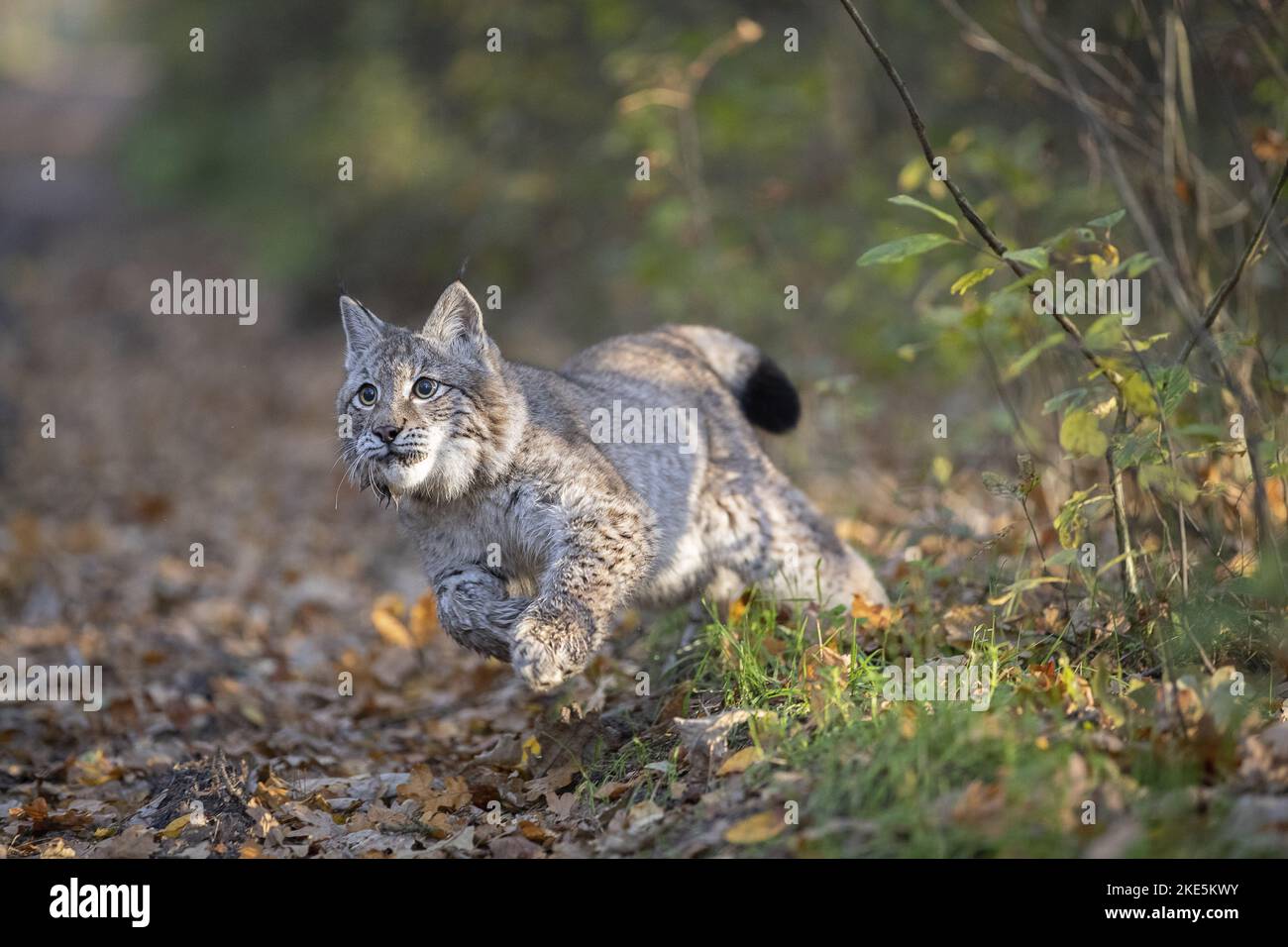 Running lynx hi-res stock photography and images - Alamy