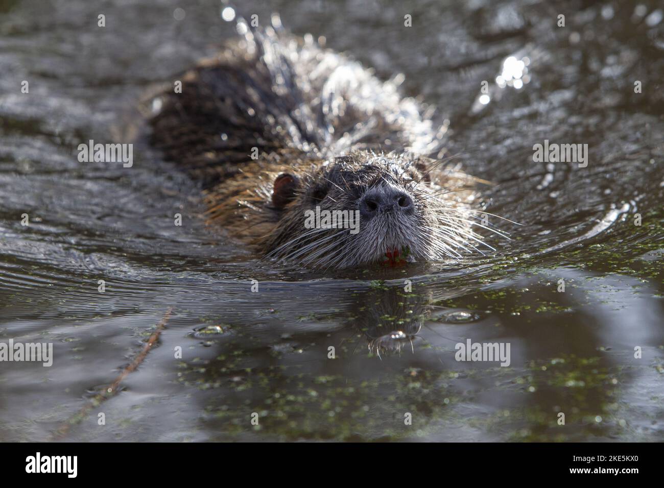 Nutria sun hi-res stock photography and images - Alamy