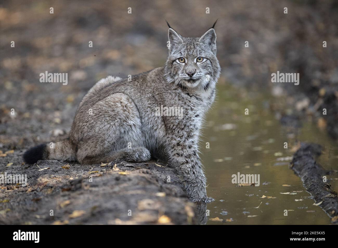 Sitting lynx hi-res stock photography and images - Alamy