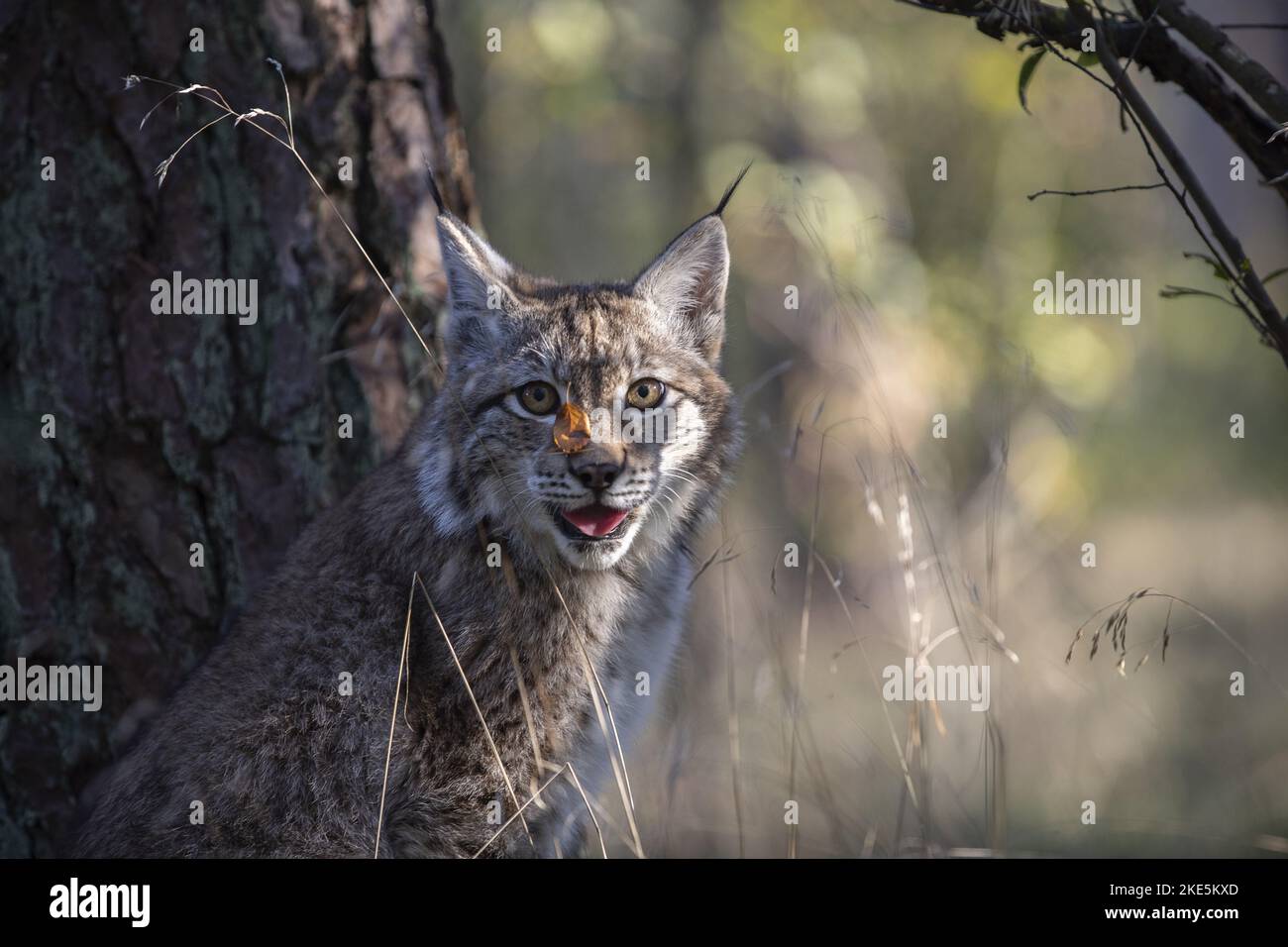 Eurasian lynxes portrait hi-res stock photography and images - Alamy