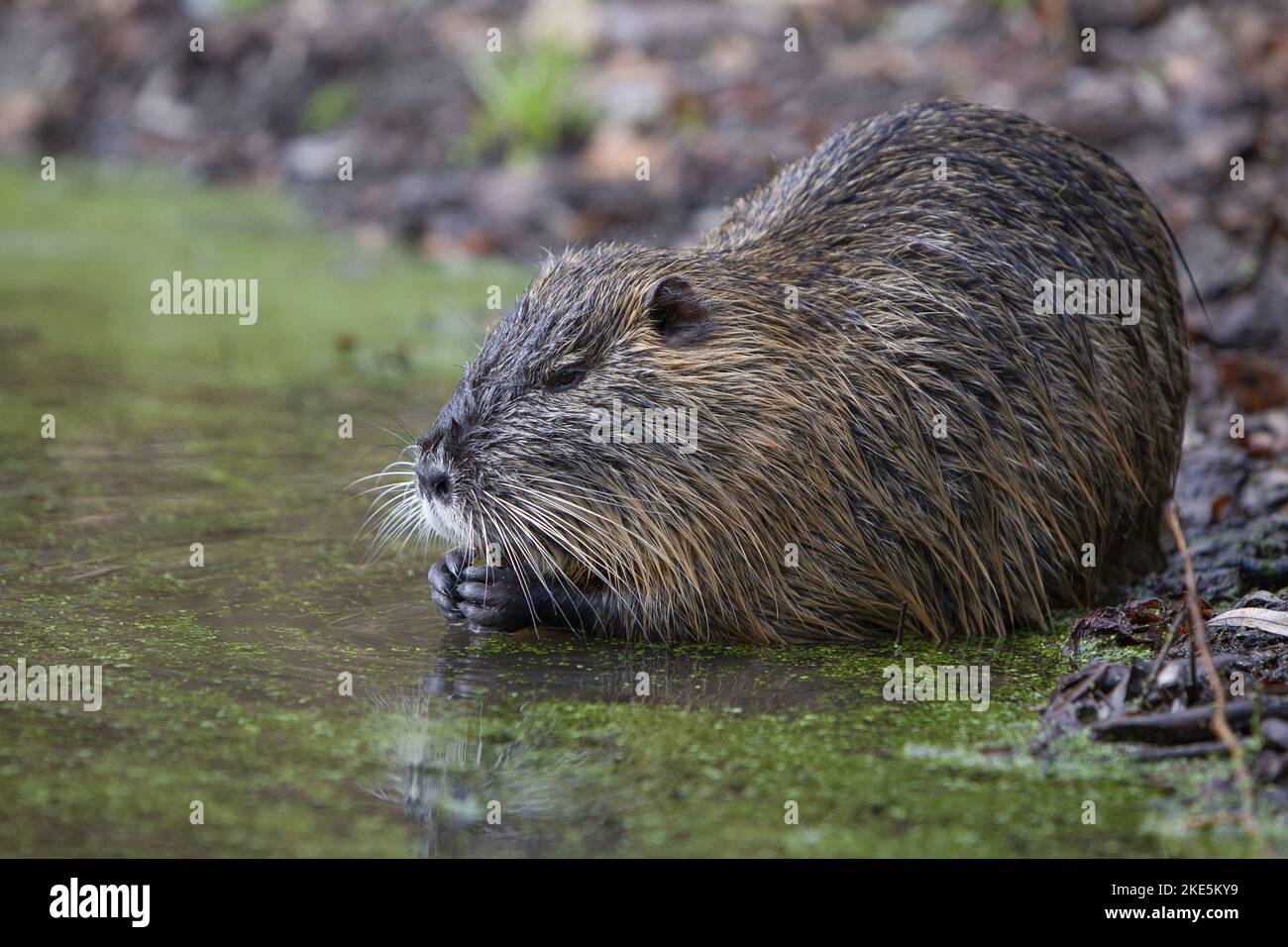 Nutria behavior hi-res stock photography and images - Alamy
