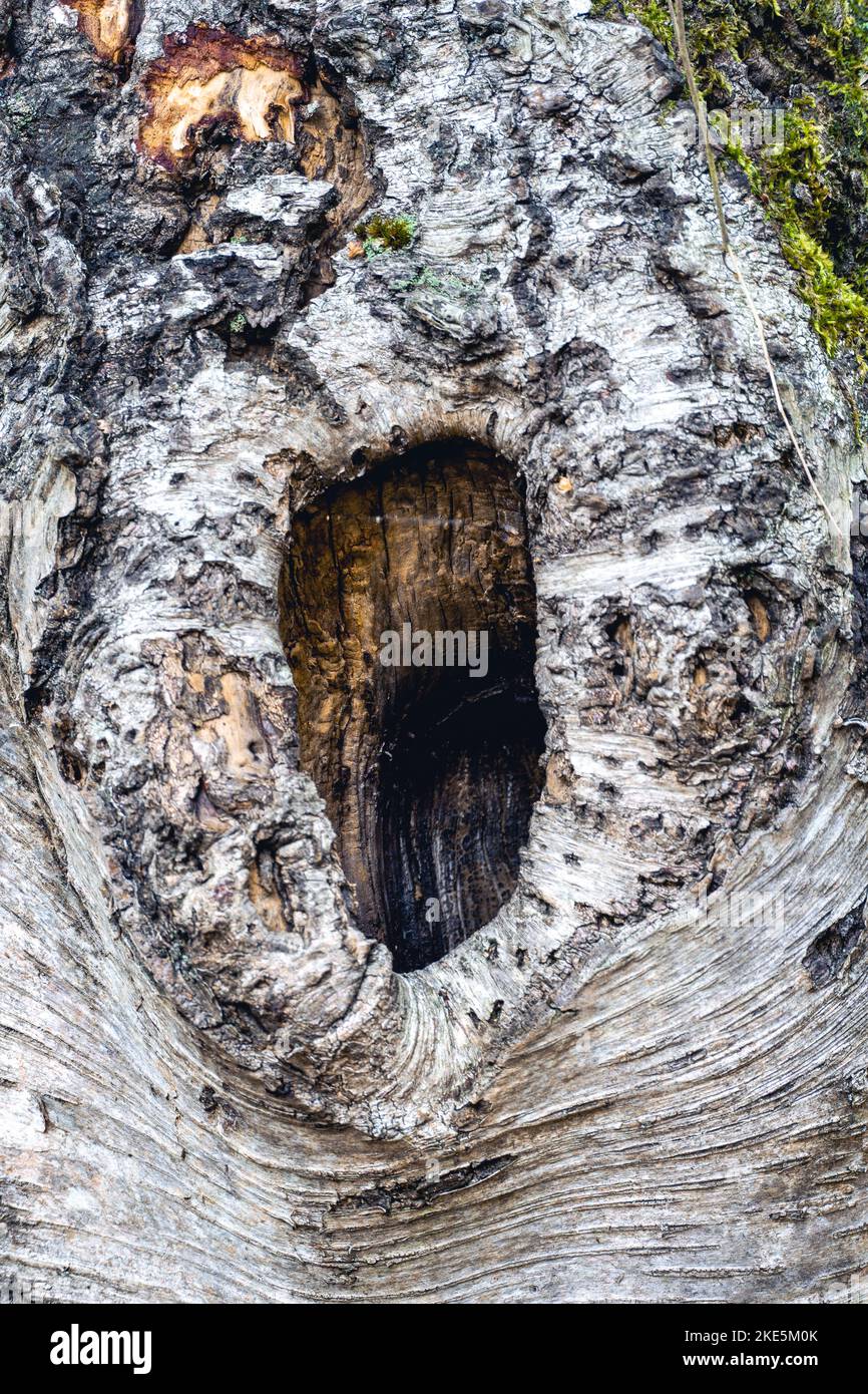 Old tree trunk with a big hole. Noorderheide, Elspeet, The Netherlands ...