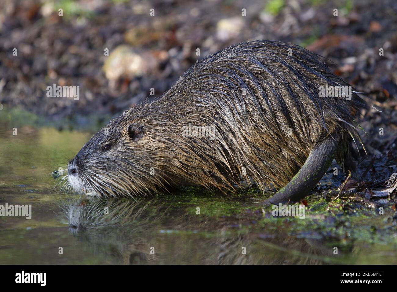 Nutria sun hi-res stock photography and images - Alamy
