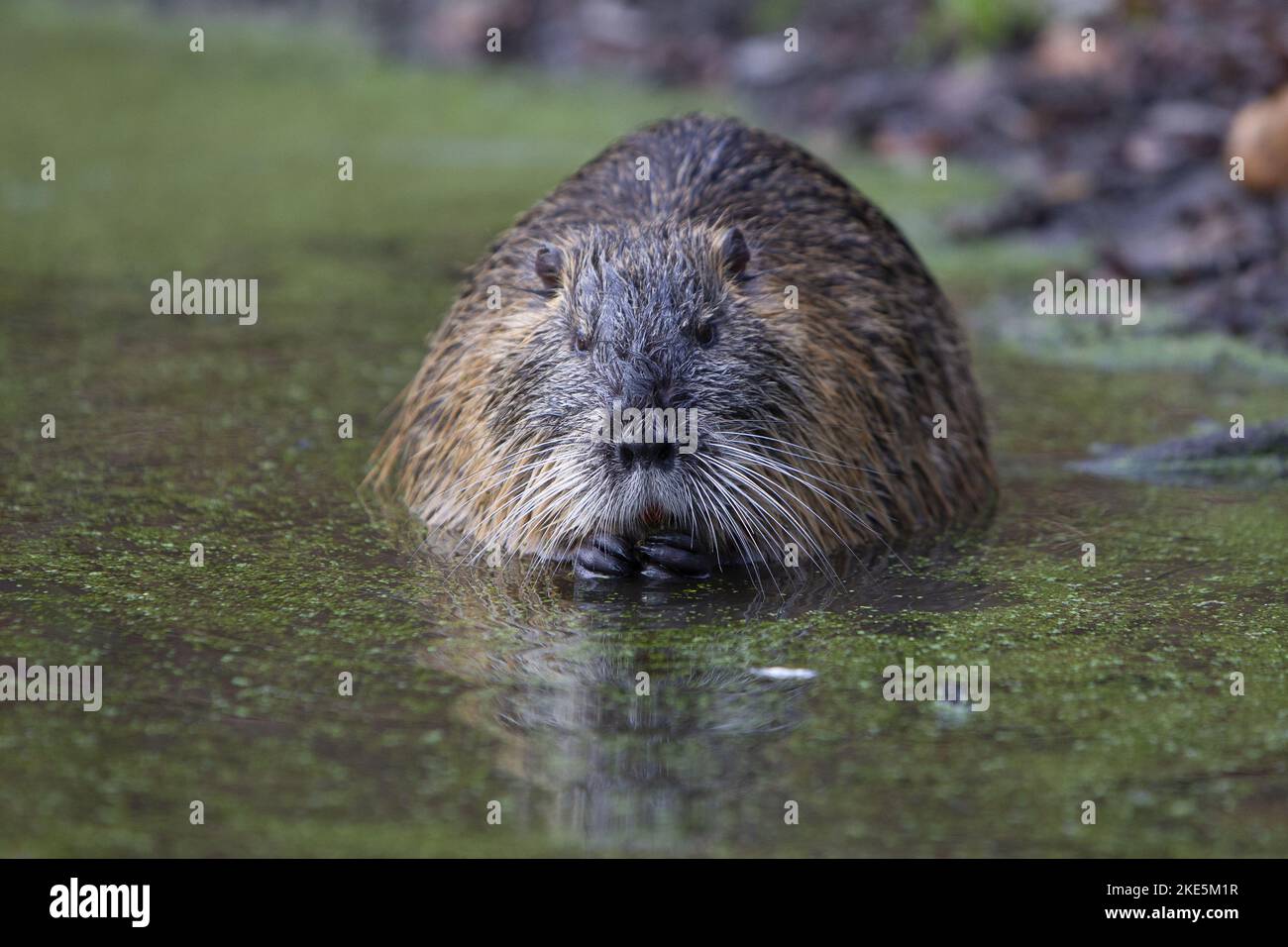 Nutria behavior hi-res stock photography and images - Alamy