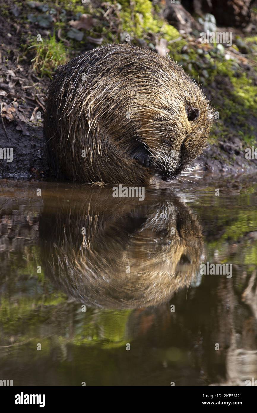 Nutria vertical hi-res stock photography and images - Alamy