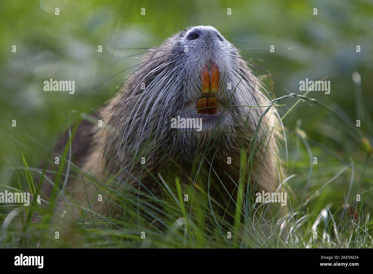 Nutria sun hi-res stock photography and images - Alamy