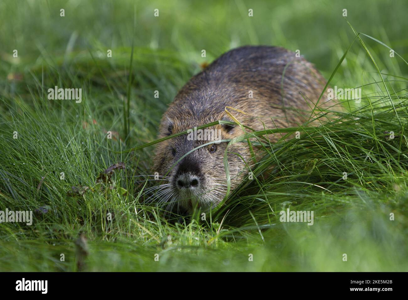 Coypu myocastor coypus nutria walks hi-res stock photography and images ...