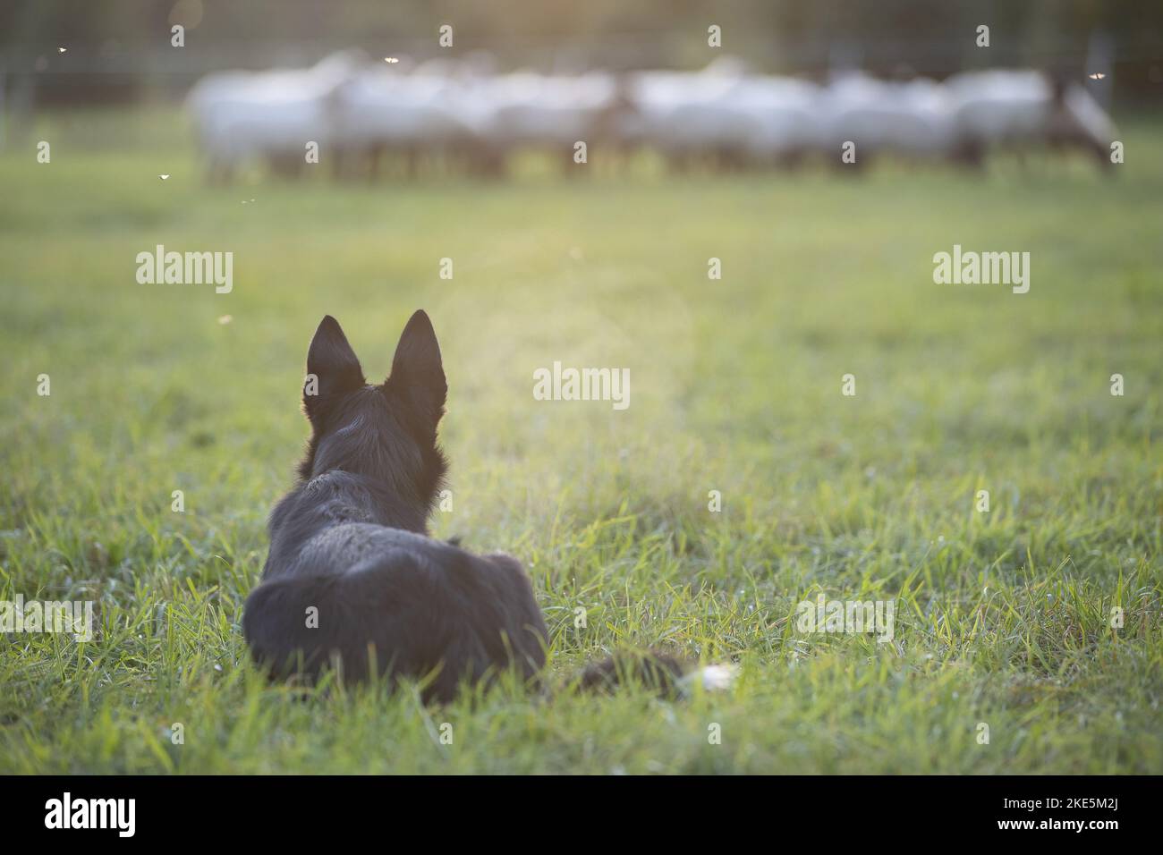 Border Collie herding sheep Stock Photo - Alamy