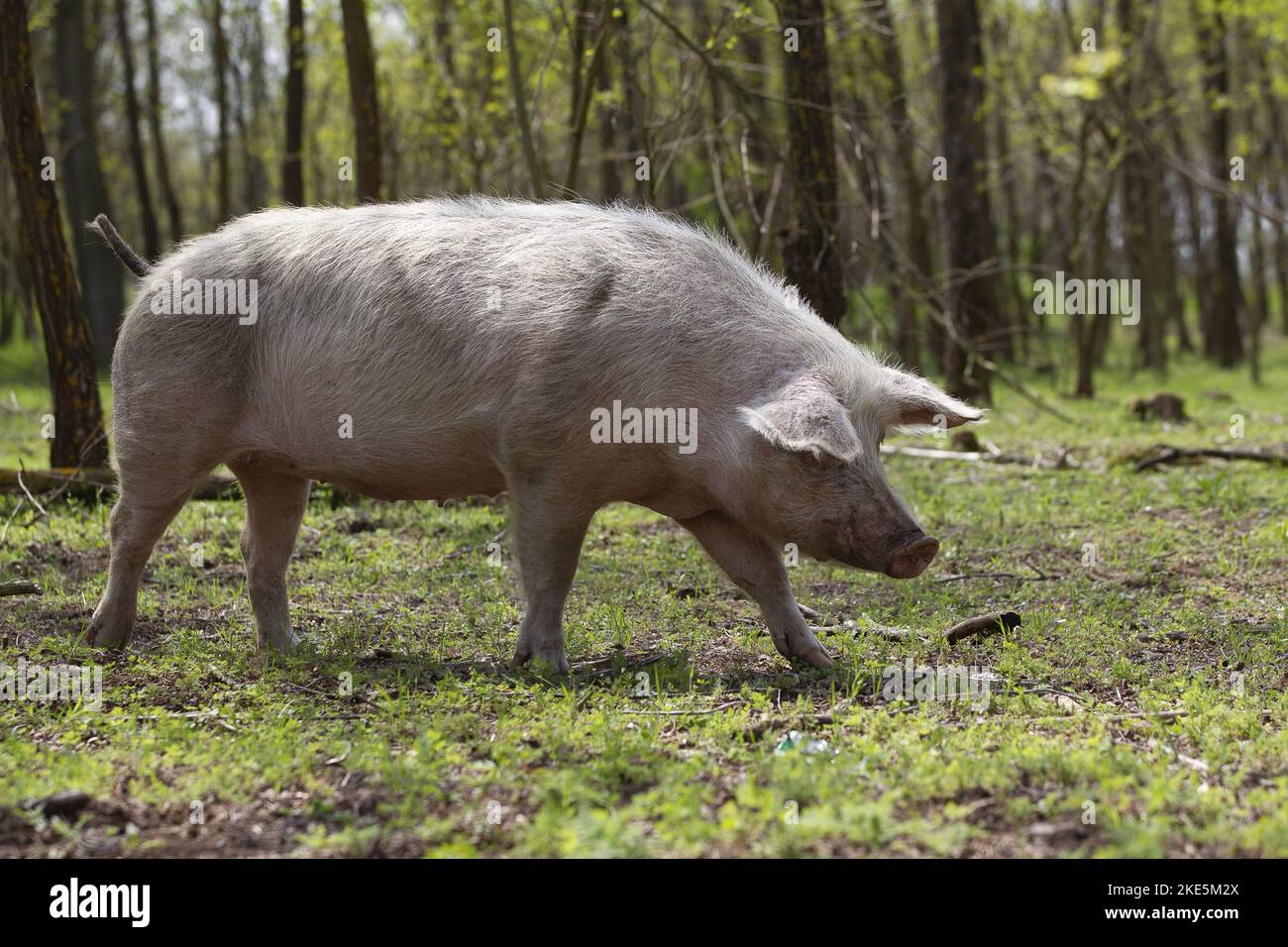 Curly hair hogs hi-res stock photography and images - Alamy