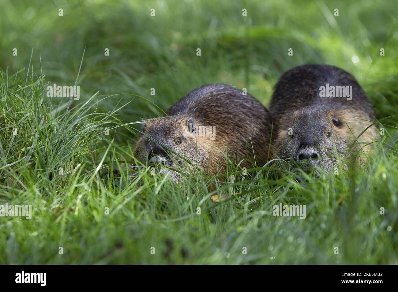 Two animals highlight hi-res stock photography and images - Alamy