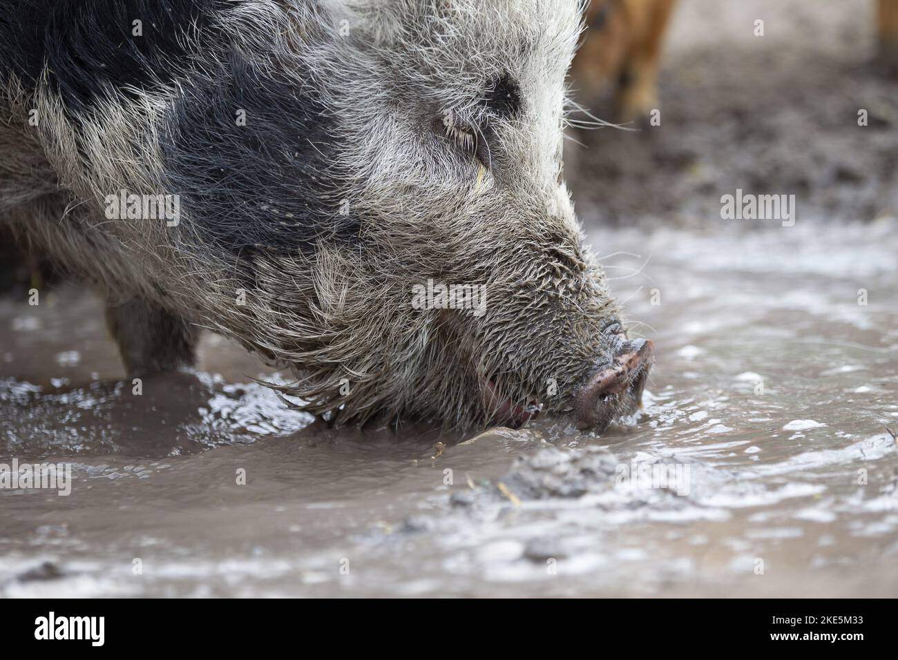 Profile of a pig drinking water hi-res stock photography and images - Alamy