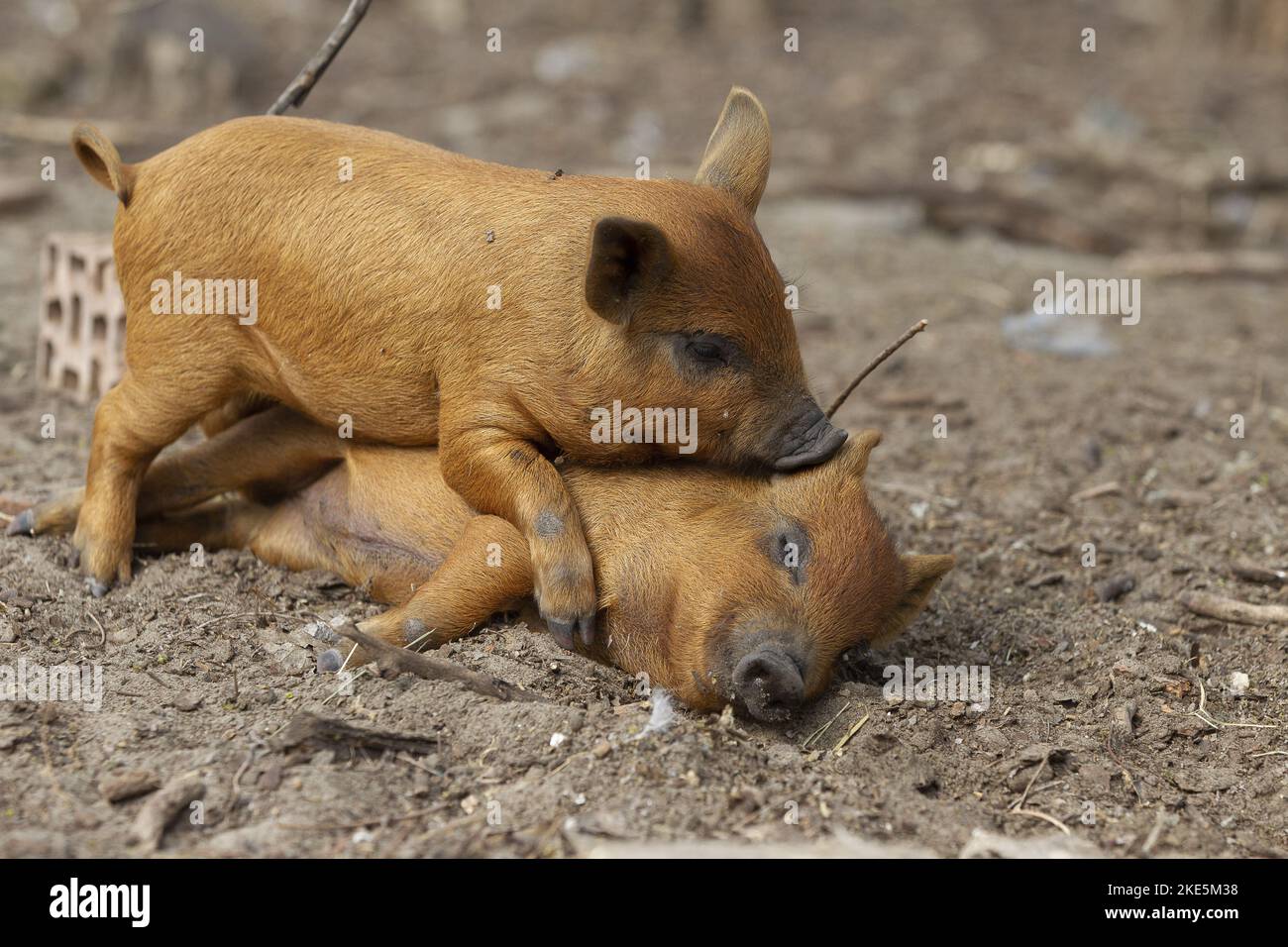 Piglets game hi-res stock photography and images - Alamy