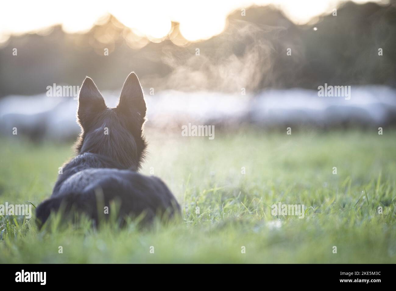 Border Collie herding sheep Stock Photo - Alamy