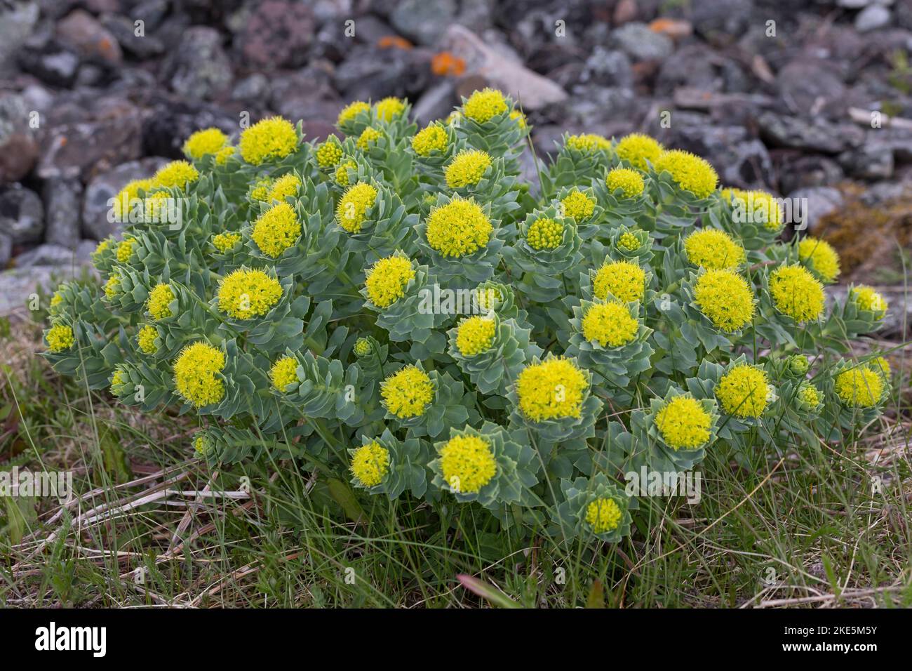 Rosenwurz, Rosen-Wurz, Rhodiola rosea, Sedum rosea, Lignum rhodium ...