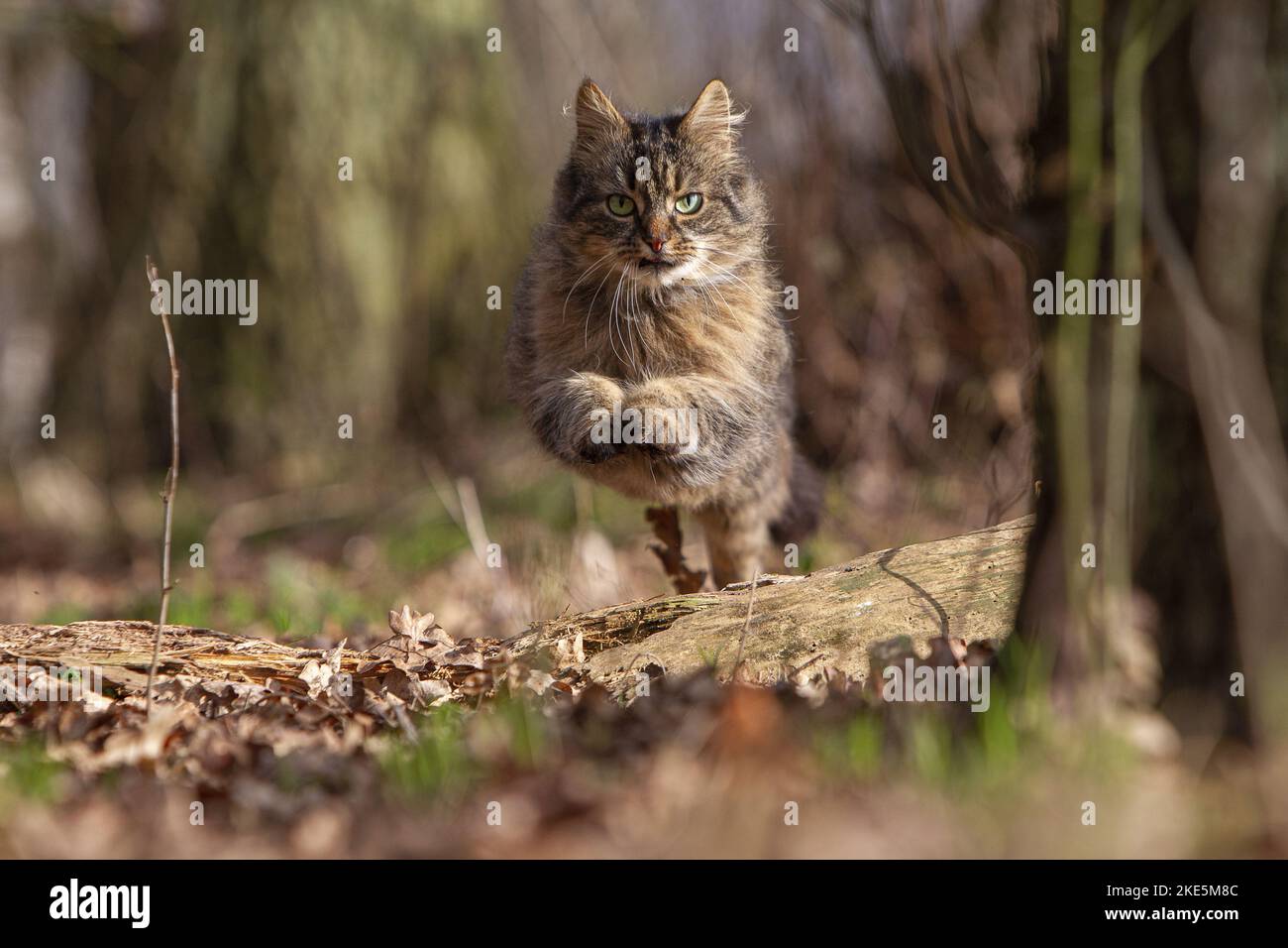 Cat jumping at camera hi-res stock photography and images - Alamy
