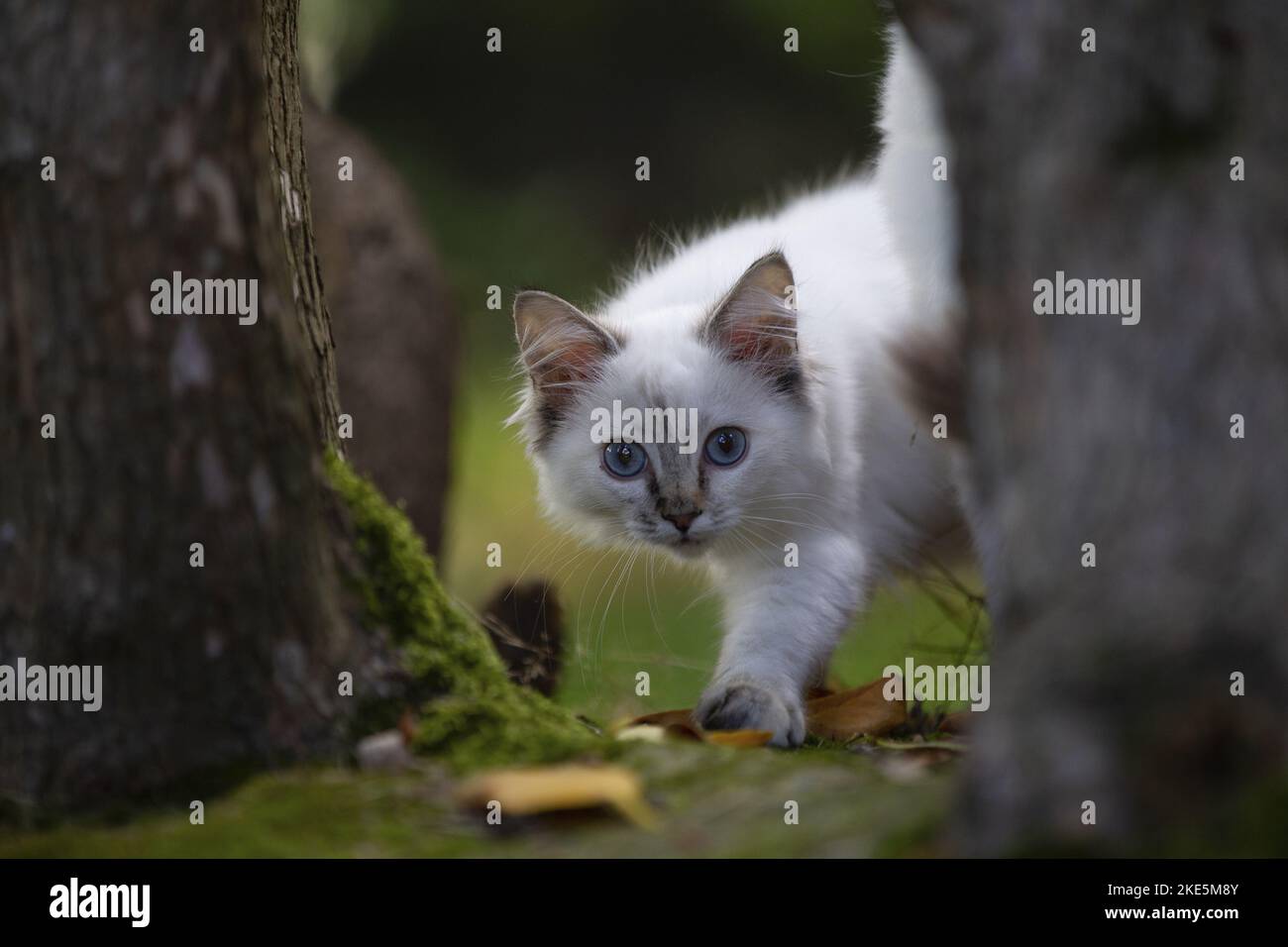 Ragdoll cat walks hi-res stock photography and images - Alamy