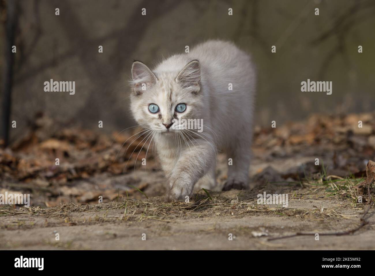 Ragdoll cat walks hi-res stock photography and images - Alamy