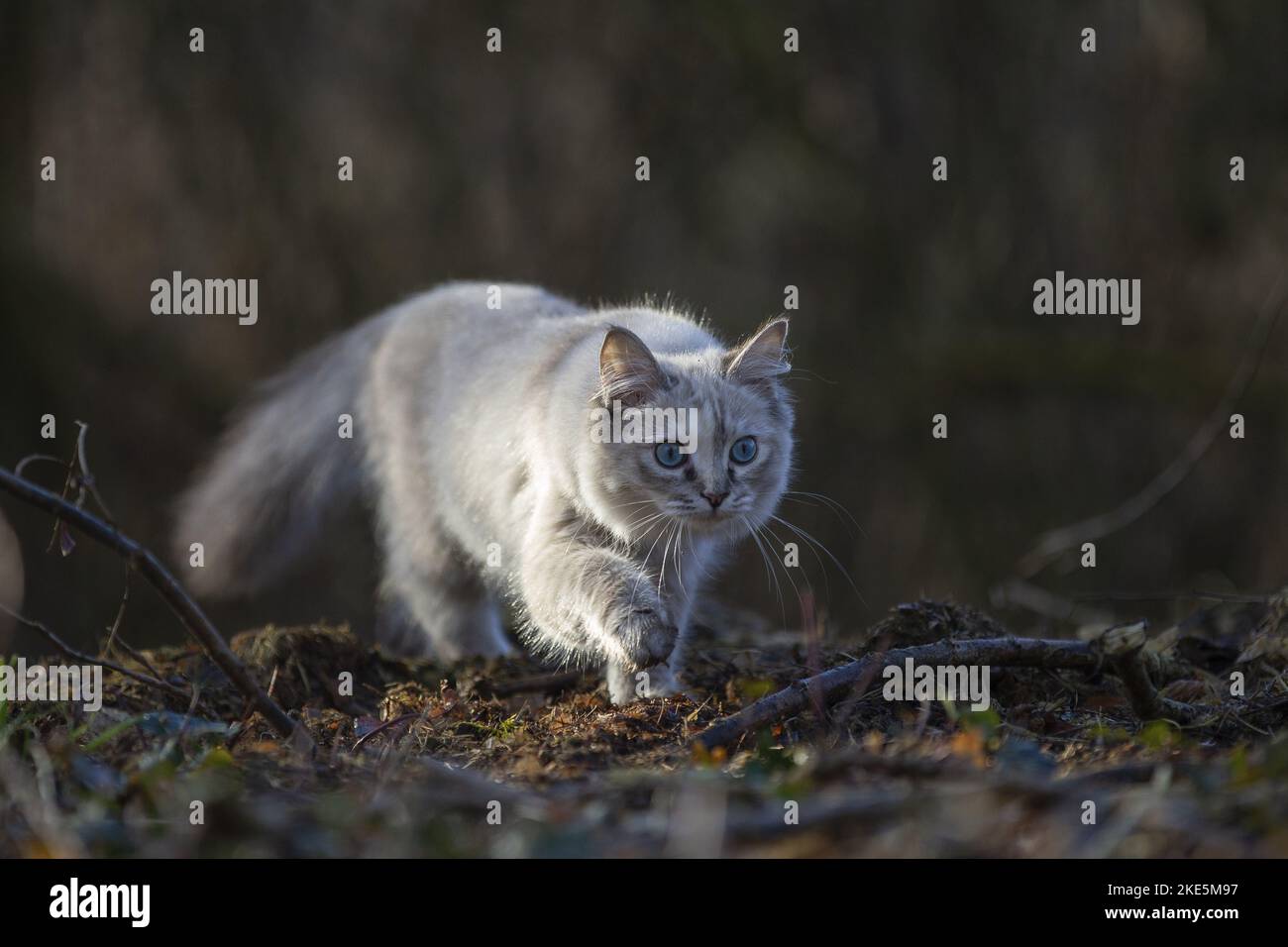 Ragdoll cat walks hi-res stock photography and images - Alamy