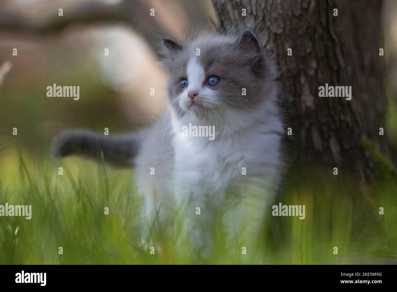 Bicoloured ragdoll cat hi-res stock photography and images - Alamy