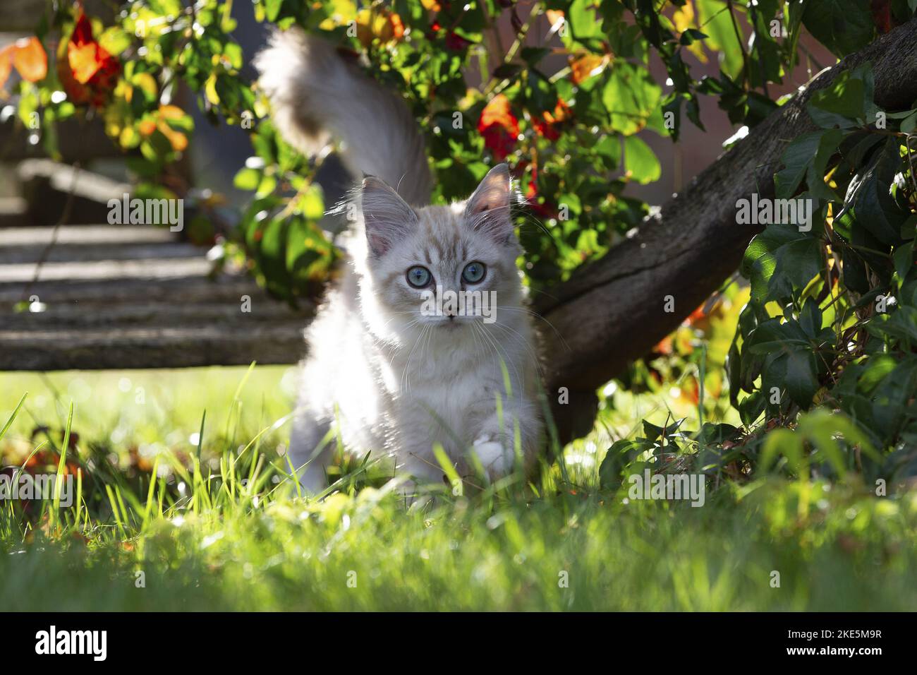 Ragdoll cat walks hi-res stock photography and images - Alamy