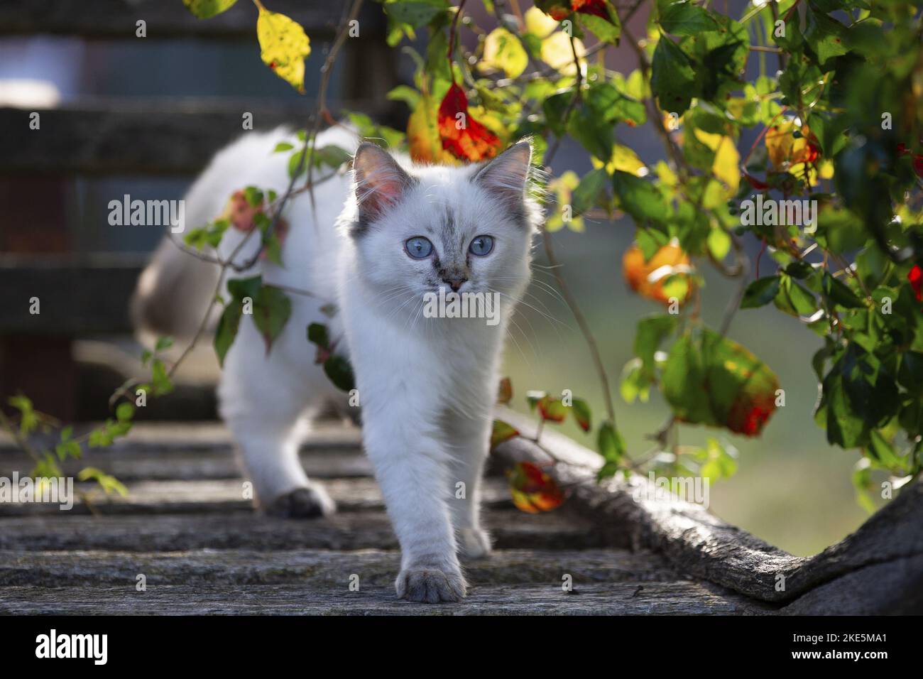 Ragdoll cat walks hi-res stock photography and images - Alamy