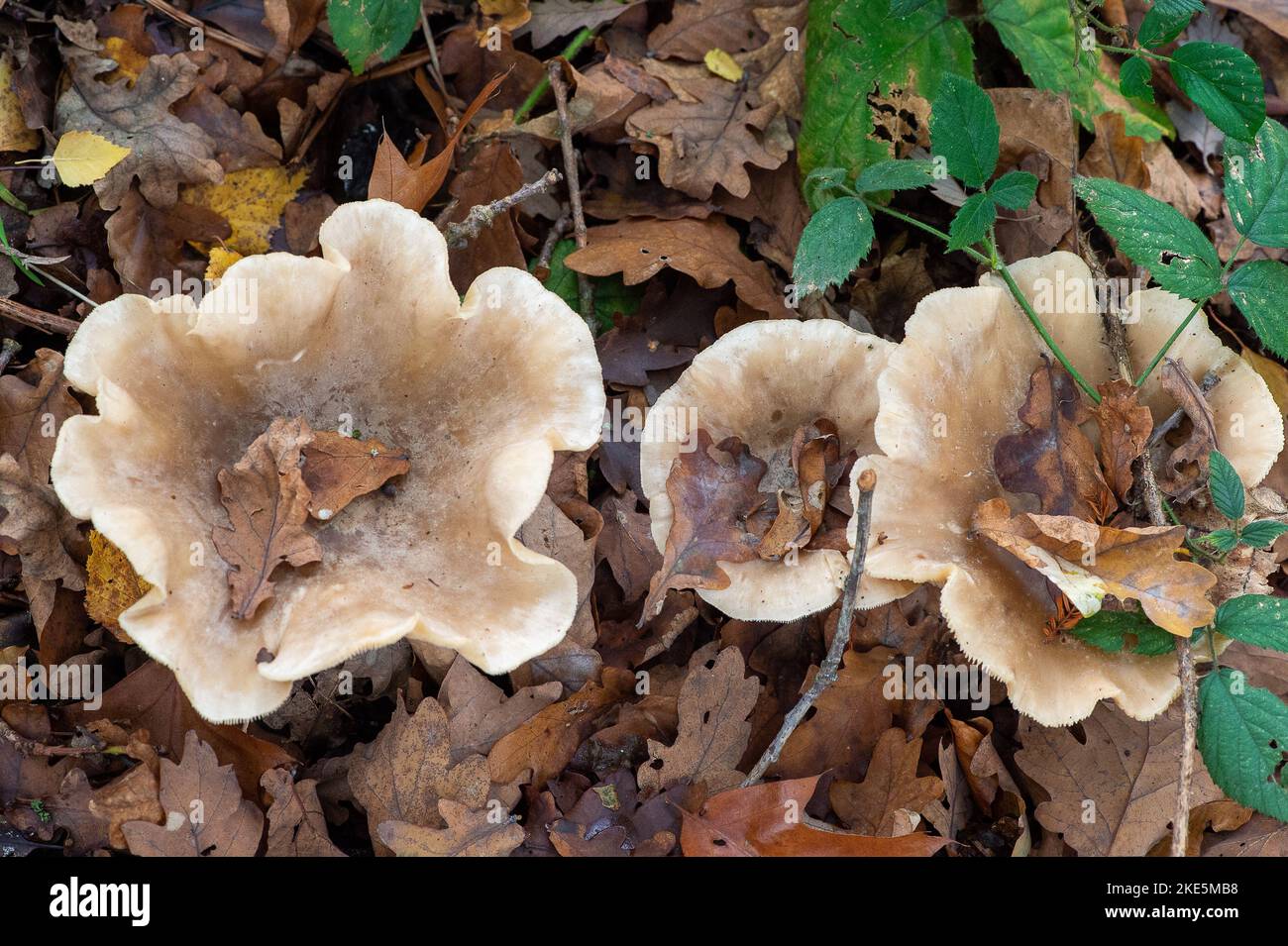 Iver, Buckinghamshire, UK. 10th November, 2022. Autumn's wildlife ...