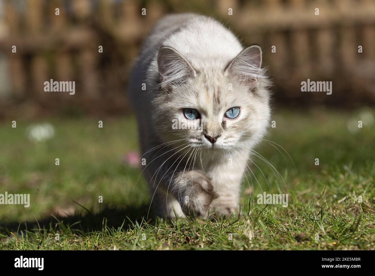 Ragdoll cat walks hi-res stock photography and images - Alamy