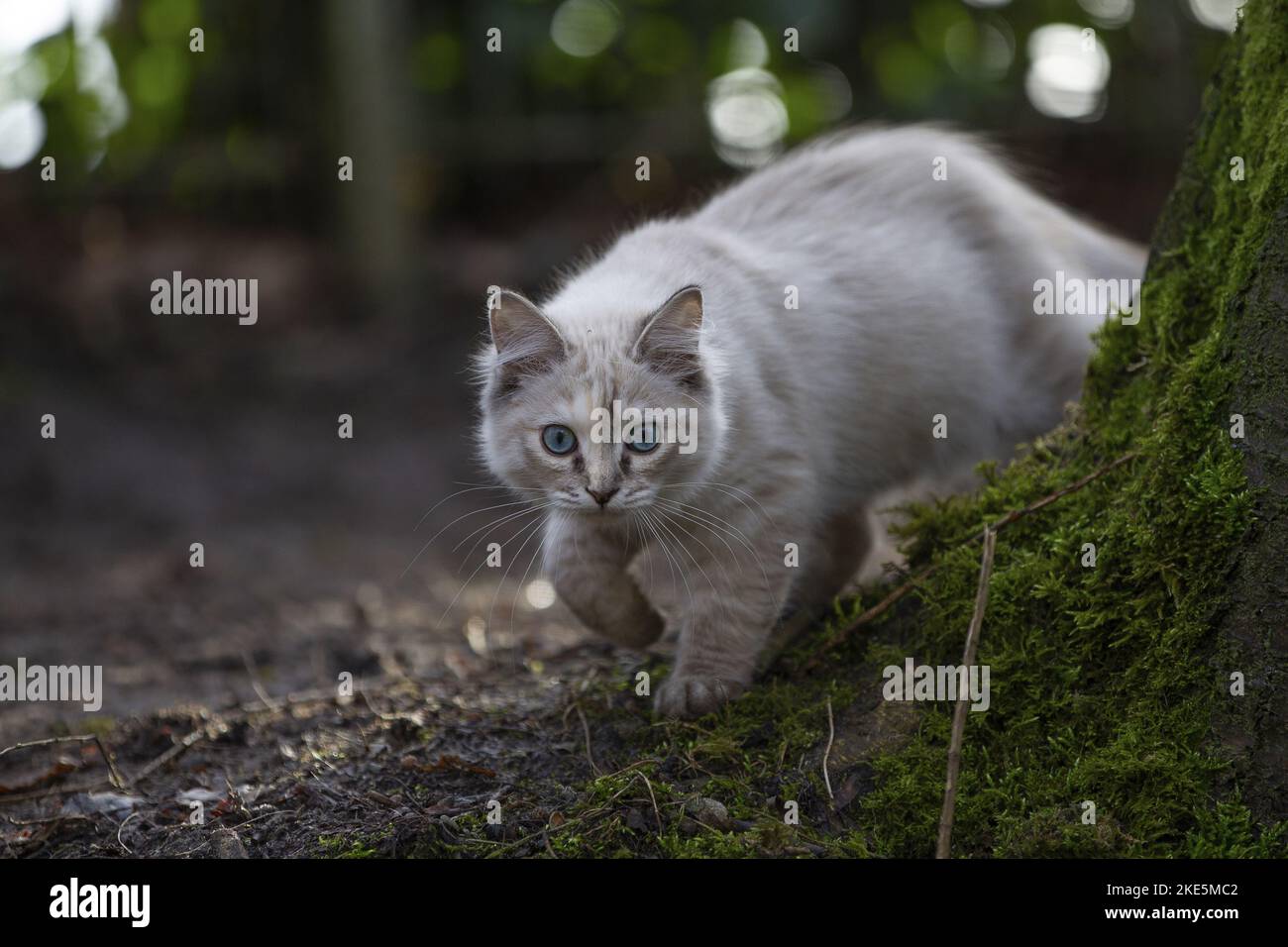 Ragdoll cat walks hi-res stock photography and images - Alamy