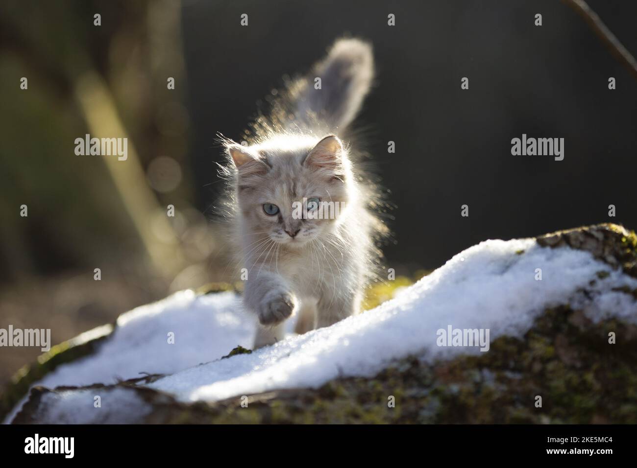 Ragdoll cat walks hi-res stock photography and images - Alamy