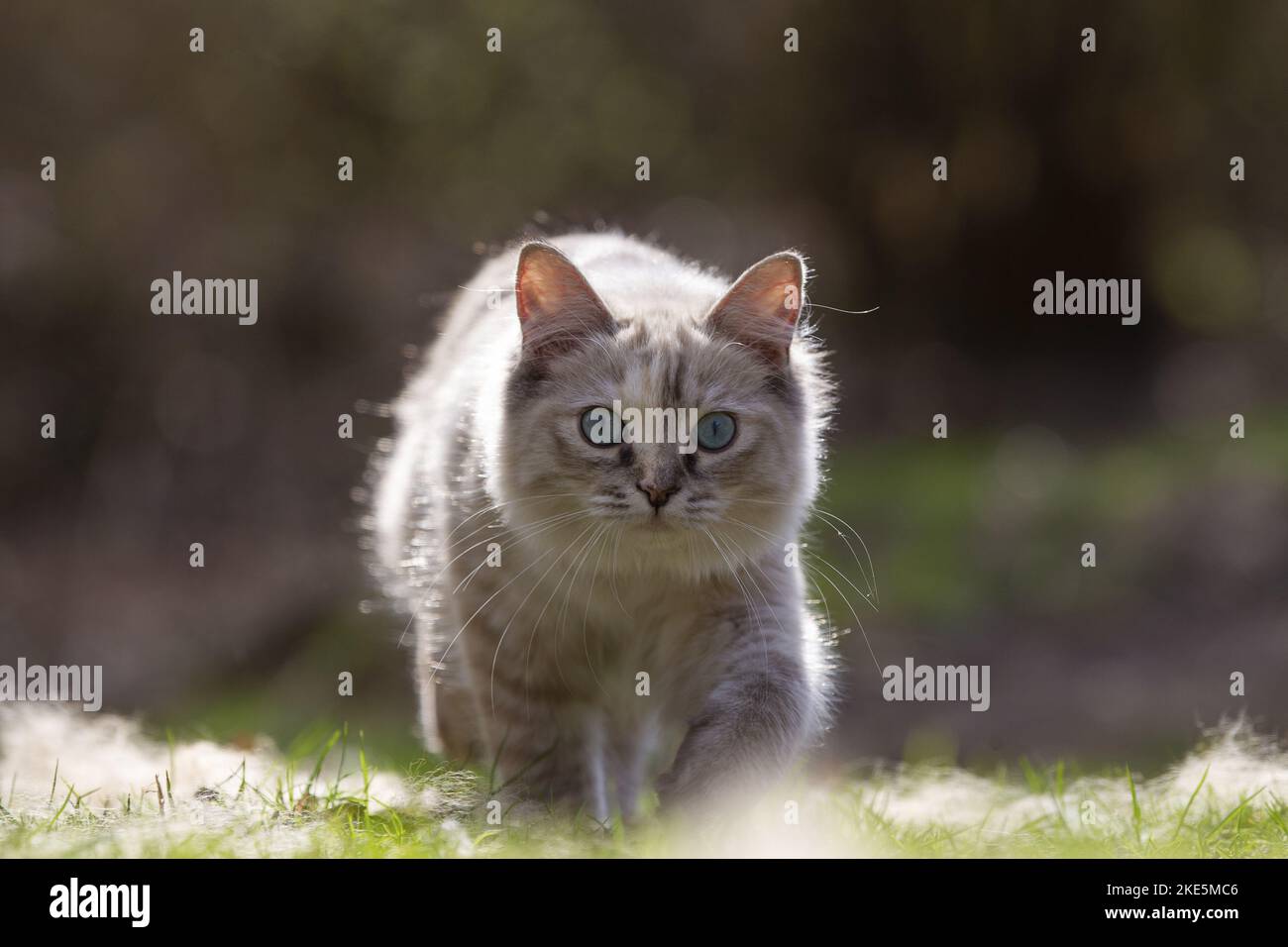 Ragdoll cat walks hi-res stock photography and images - Alamy
