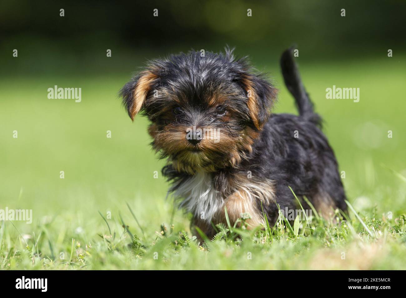 Biewer Yorkshire Terrier Puppy Stock Photo - Alamy