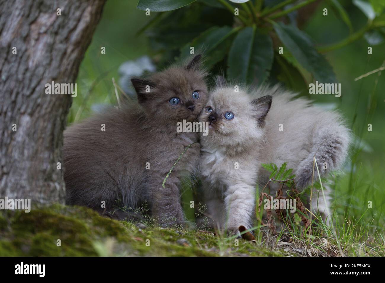 Two long hair ragdoll cats hi-res stock photography and images - Alamy