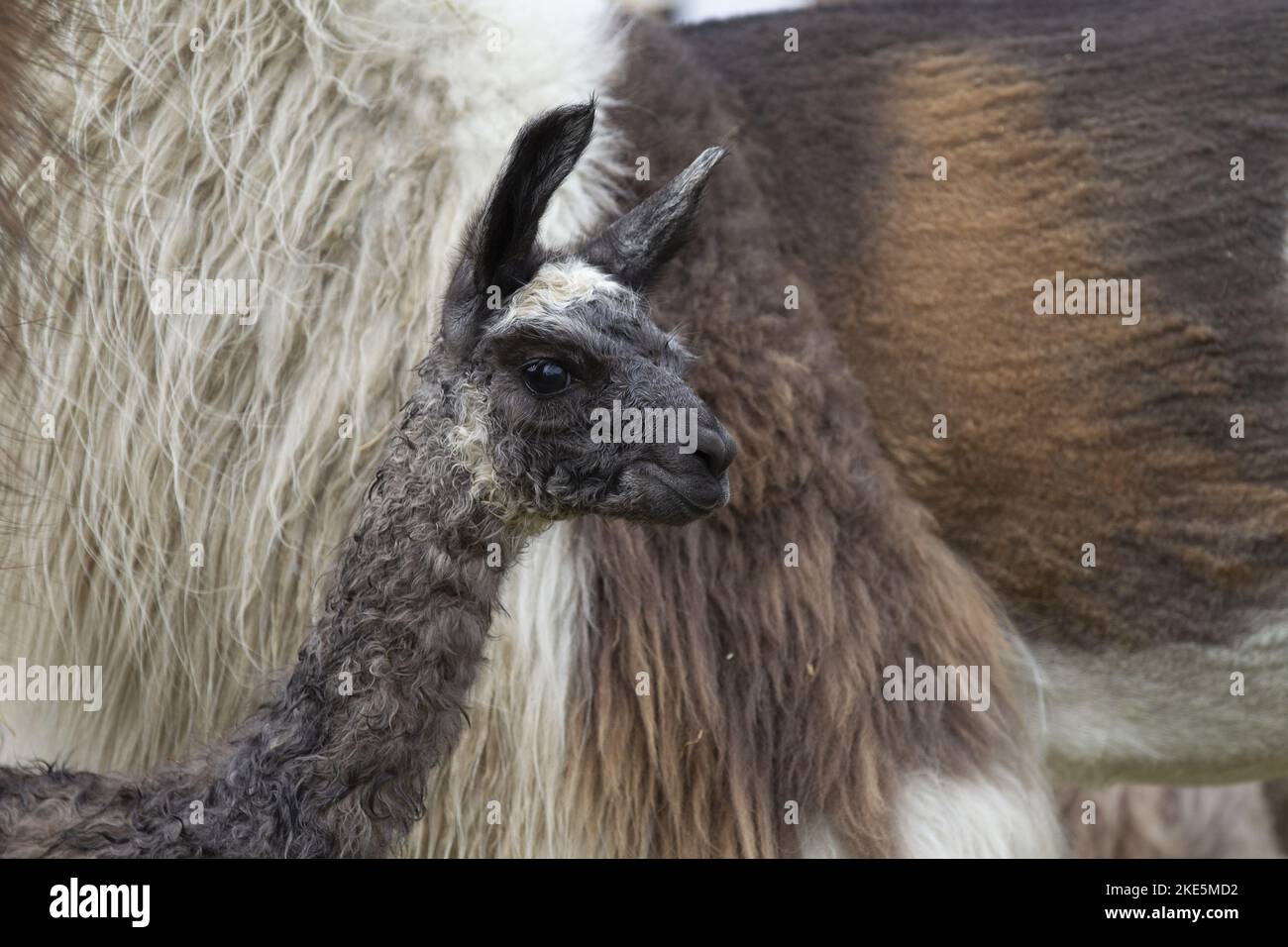 Llama side profile hi-res stock photography and images - Alamy