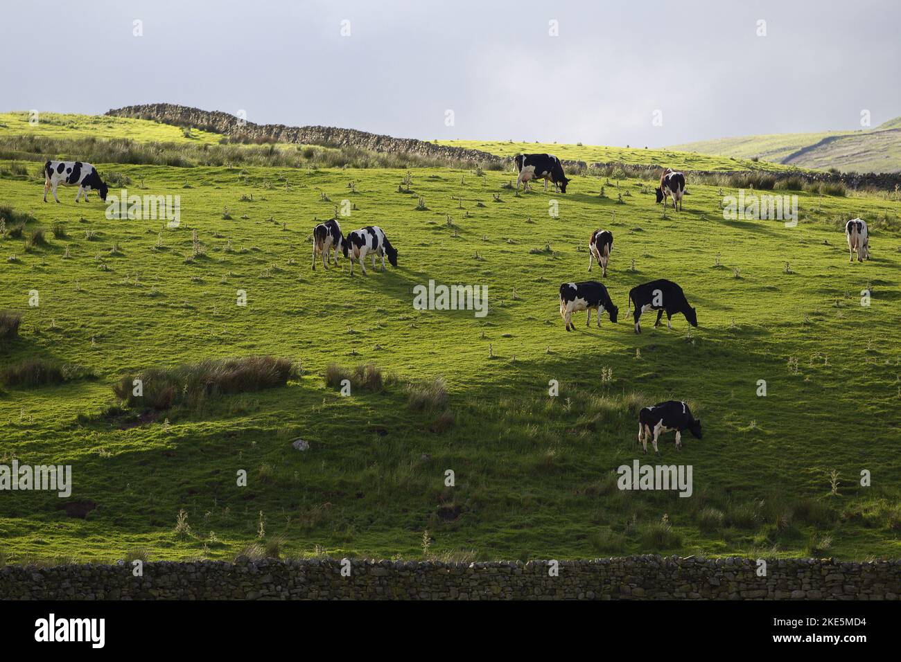 Browsing cattles hi-res stock photography and images - Alamy