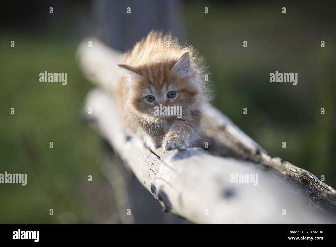 Ragdoll cat walks hi-res stock photography and images - Alamy