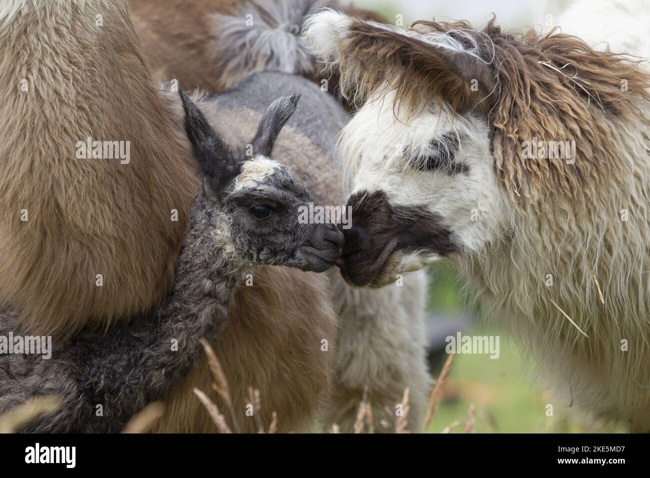 Llama babies hi-res stock photography and images - Alamy