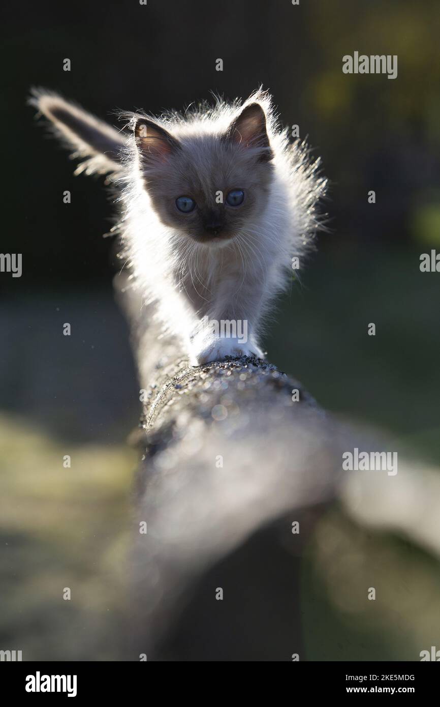 Ragdoll cat walks hi-res stock photography and images - Alamy