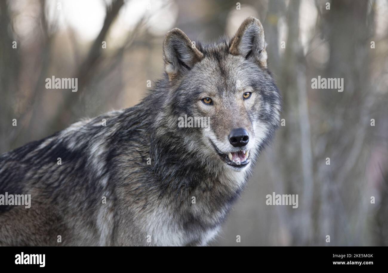 Algonquin wolf canis lupus lycaon hi-res stock photography and images ...