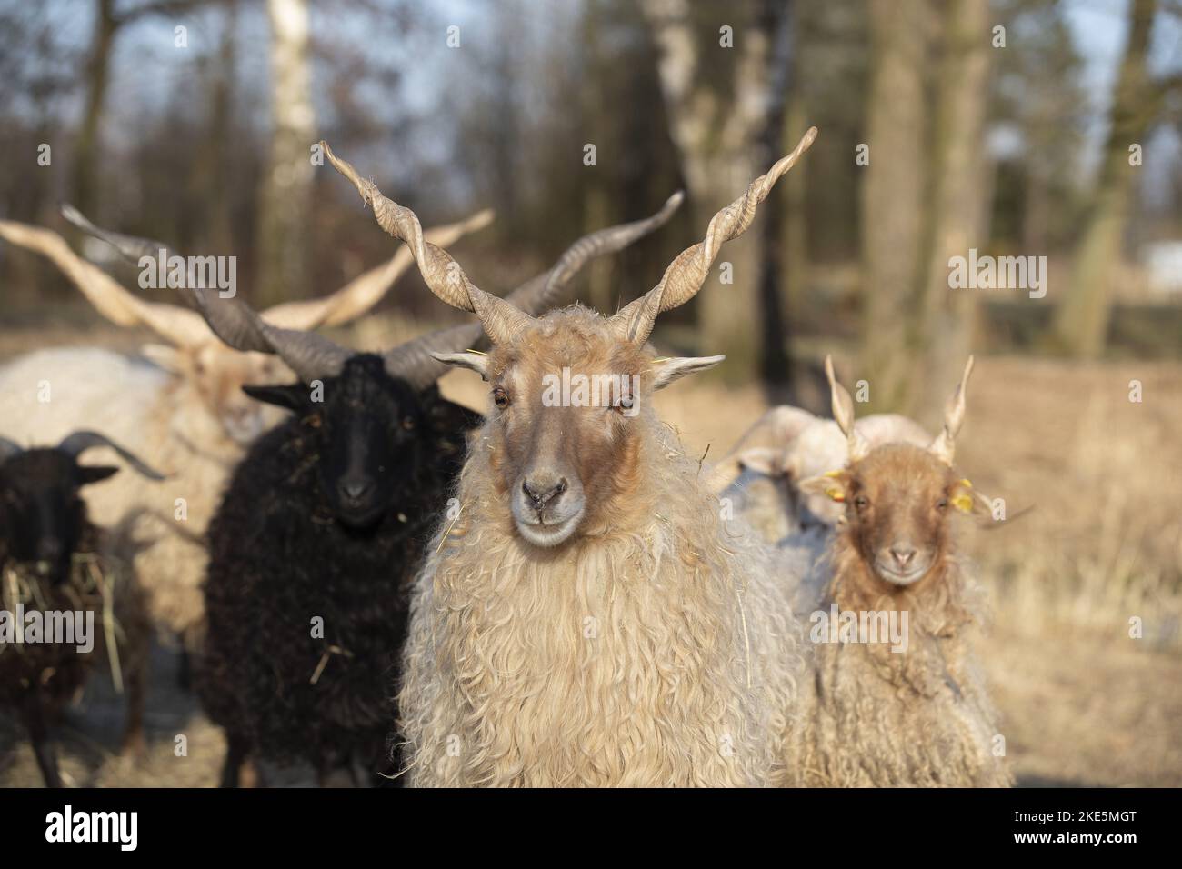 Wallachian sheep hi-res stock photography and images - Alamy