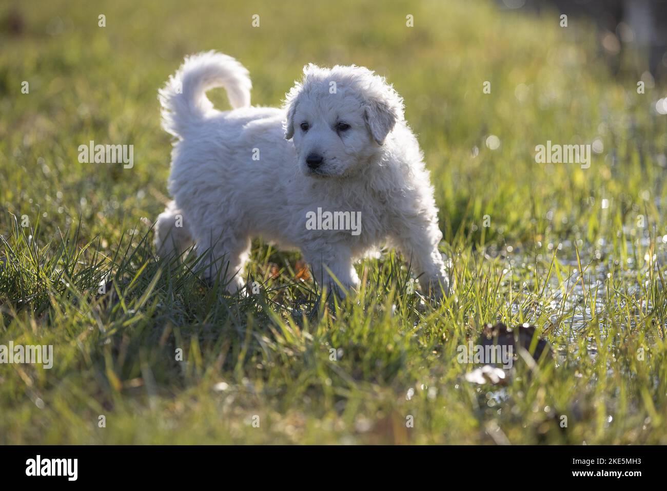 Hungarian sheepdog puppy hi-res stock photography and images - Alamy