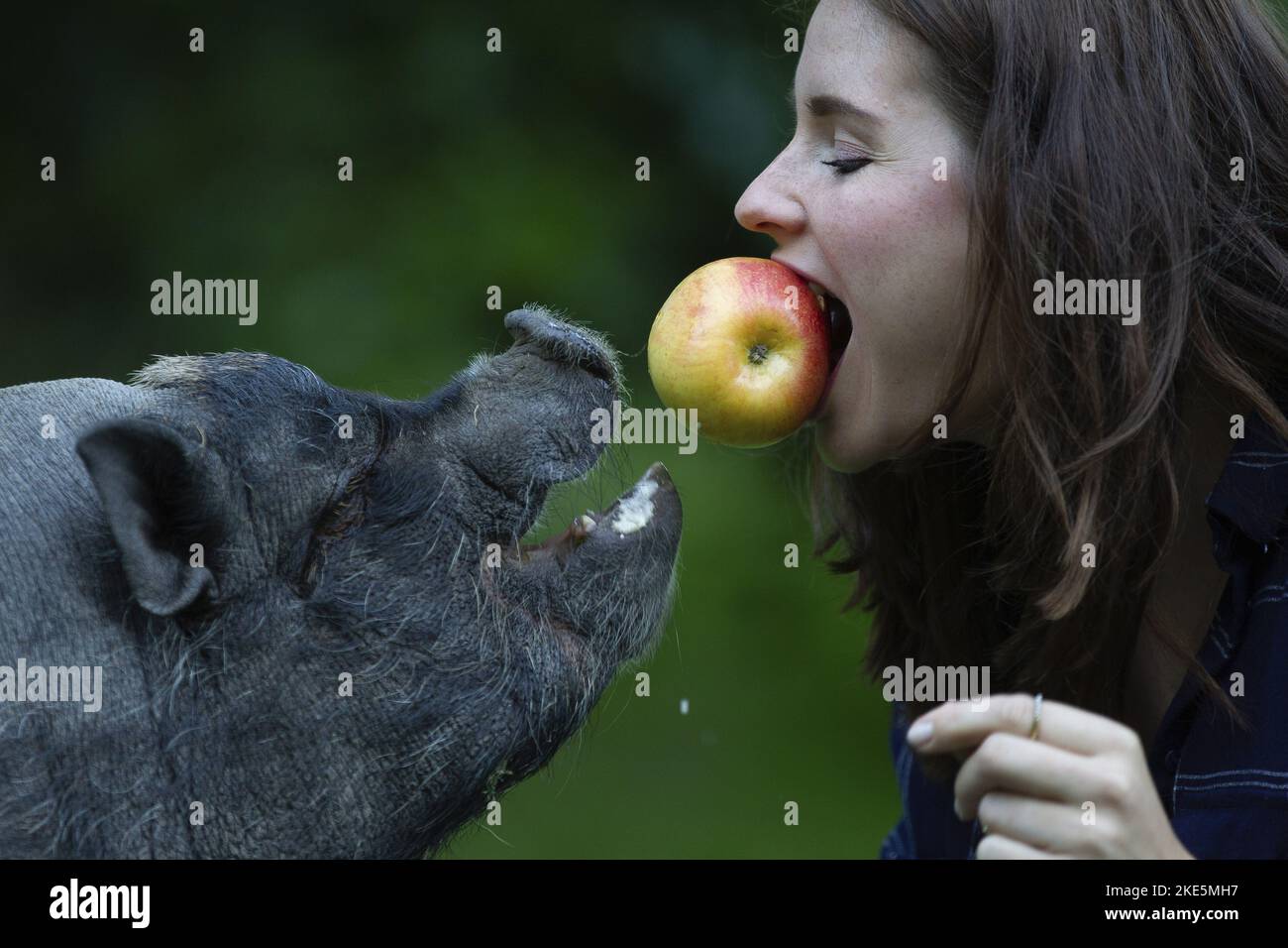 Pig mouth open hi-res stock photography and images - Alamy