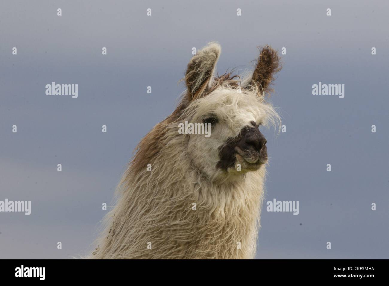 Portrait format llama hi-res stock photography and images - Alamy