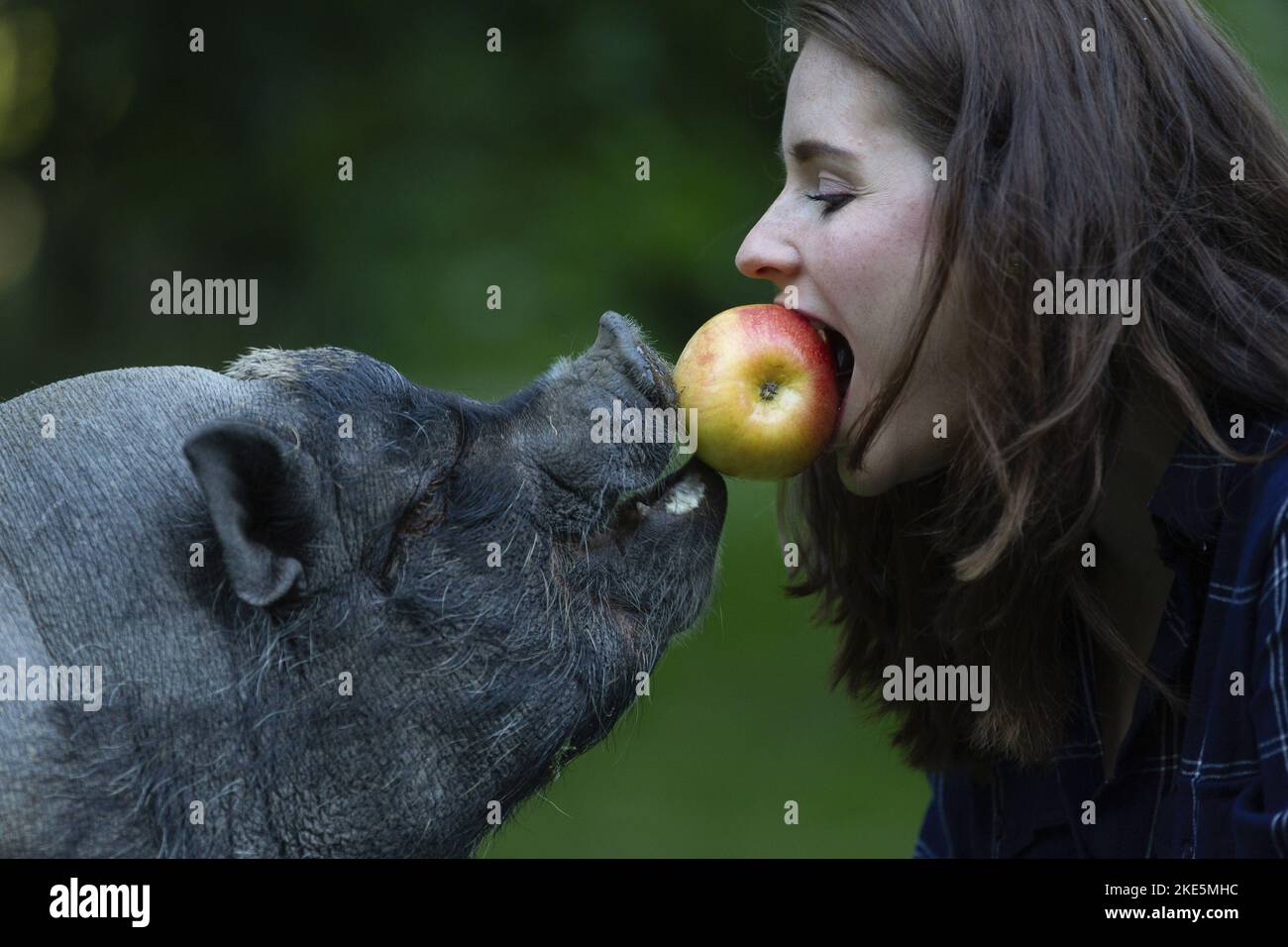 Pigs eating apples hi-res stock photography and images - Alamy