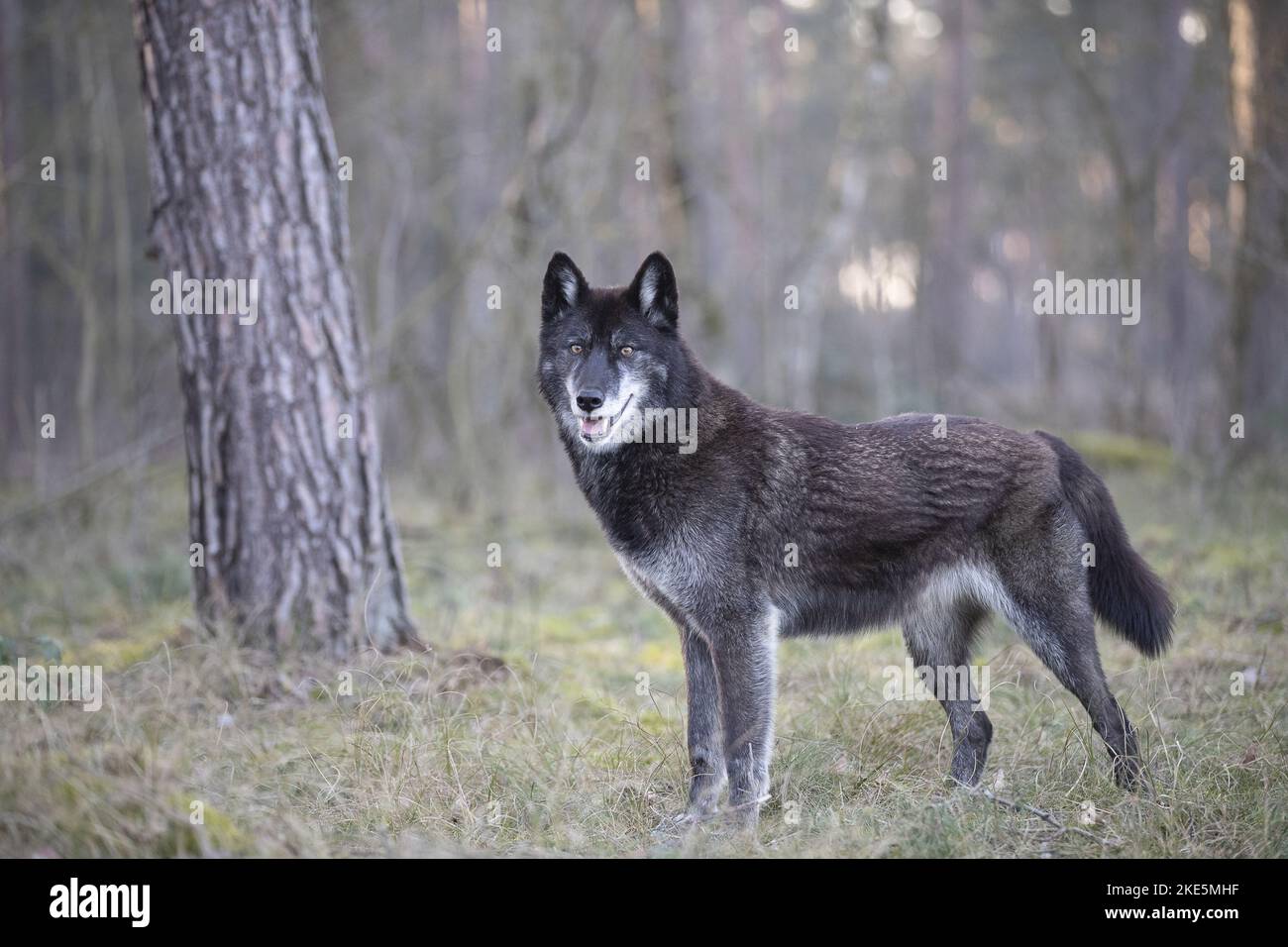 Wolf forest edge hi-res stock photography and images - Alamy