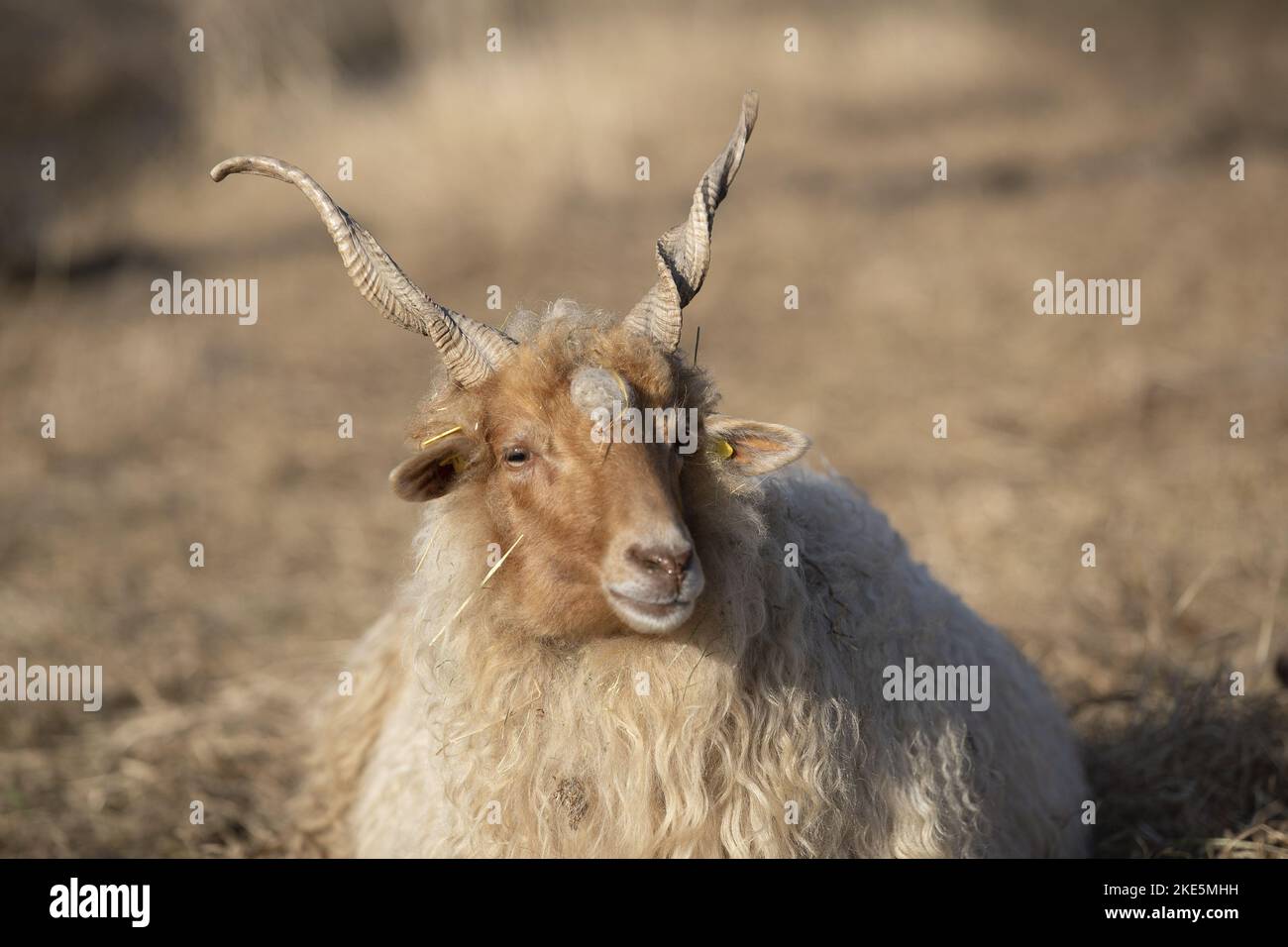 Wallachian sheep hi-res stock photography and images - Alamy