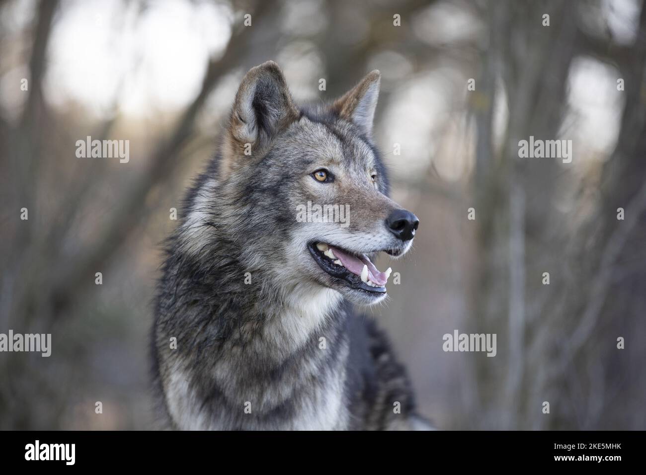 eastern timber wolf Stock Photo - Alamy