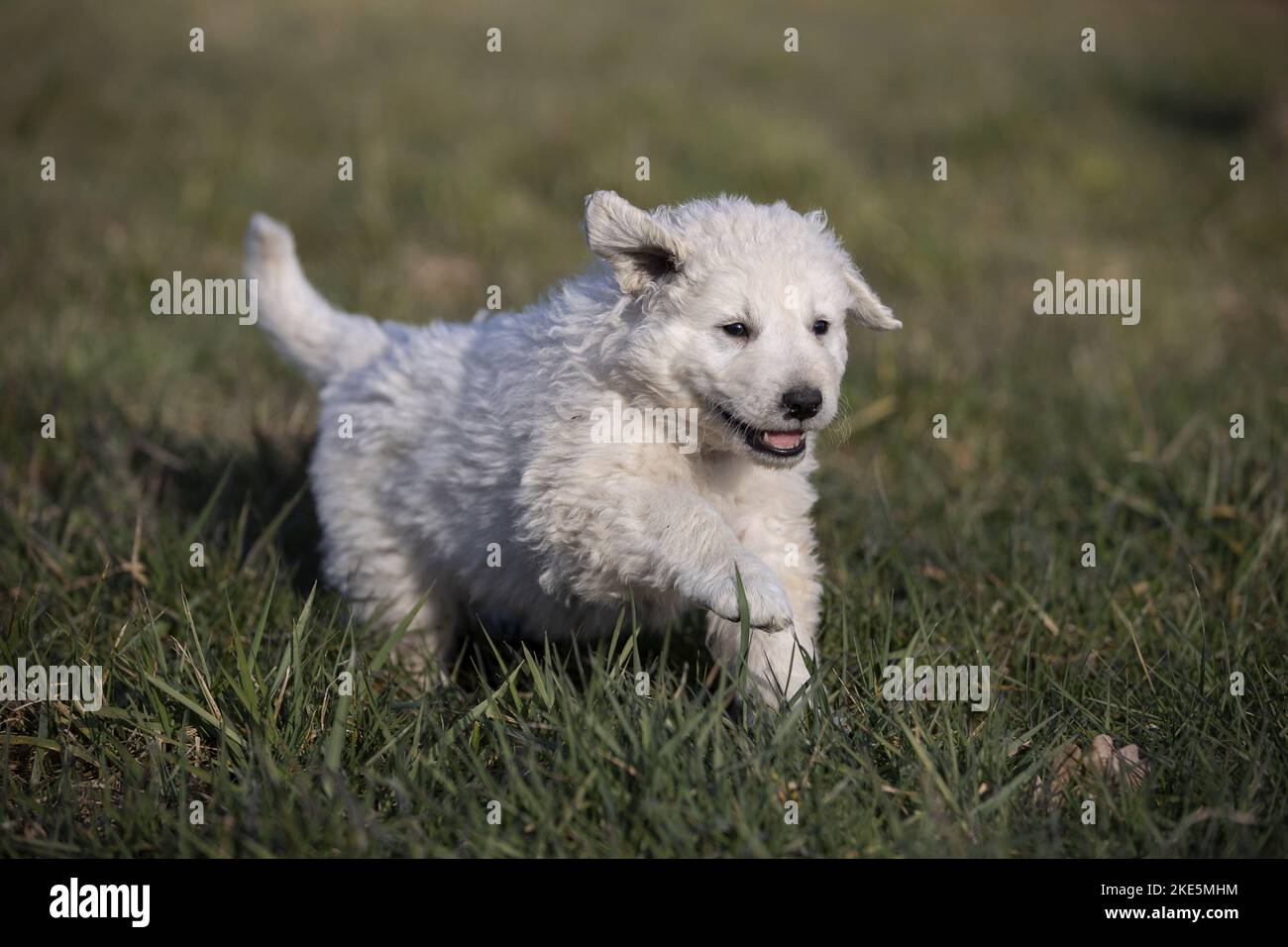 Hungarian sheepdog puppy hi-res stock photography and images - Alamy