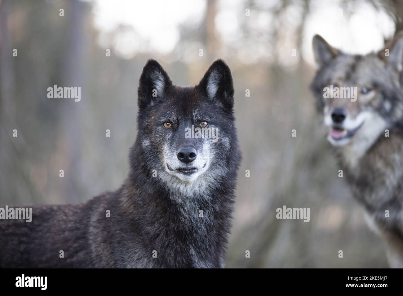 Timber wolves hi-res stock photography and images - Alamy