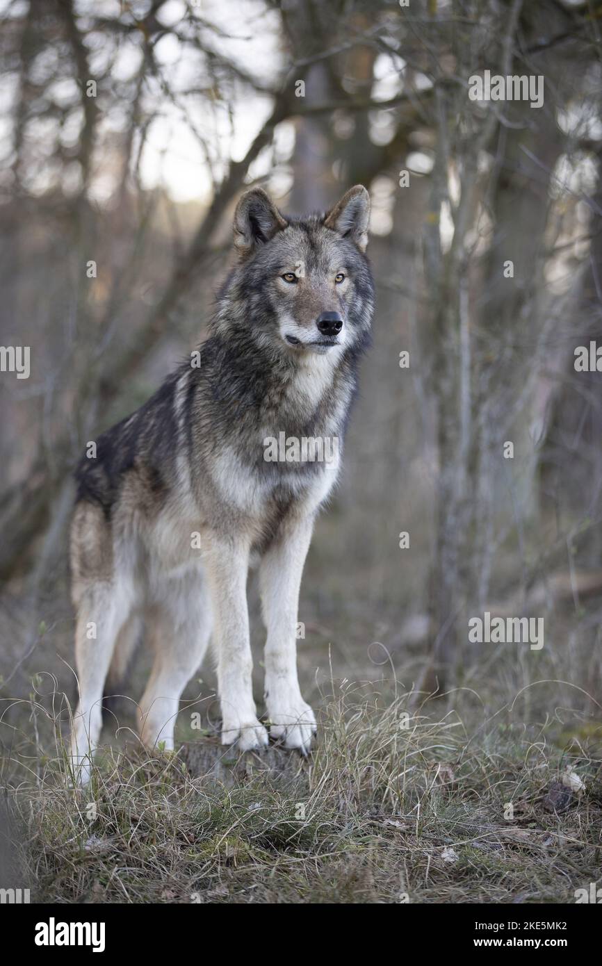 Eastern wolf algonquin hi-res stock photography and images - Alamy